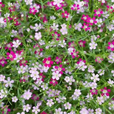 Gypsy flower Seeds Re-pack : Sobuj Dhaka Garden Shop | Rokomari.com