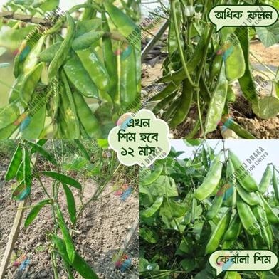 Kerala King Shim Seeds 10pcs Seeds Re-Pack : Sobuj Dhaka Garden Shop ...